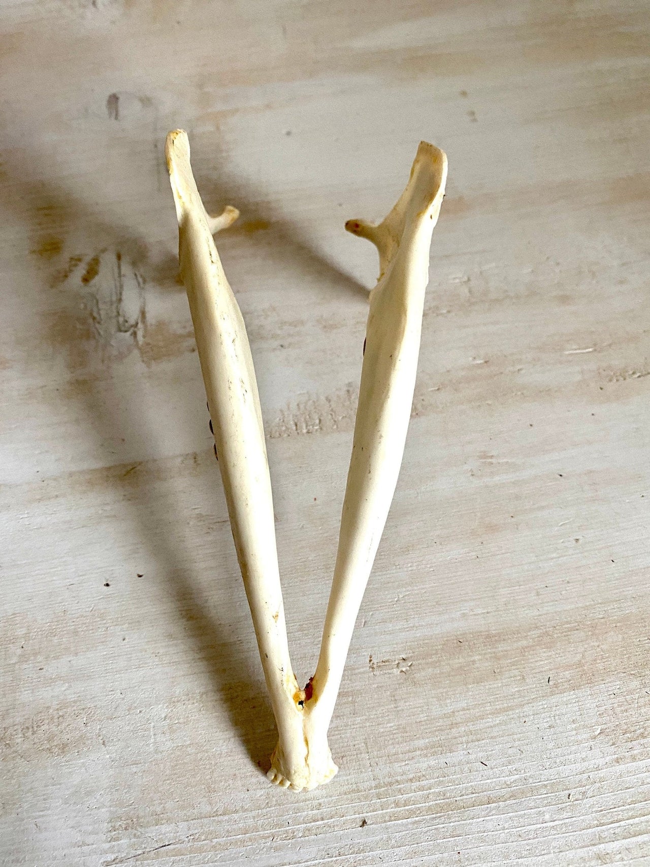 Roe deer jaw bone, vintage taxidermy decor | SweetAntik