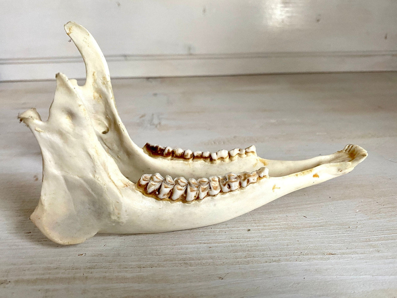 Roe deer jaw bone, vintage taxidermy decor | SweetAntik